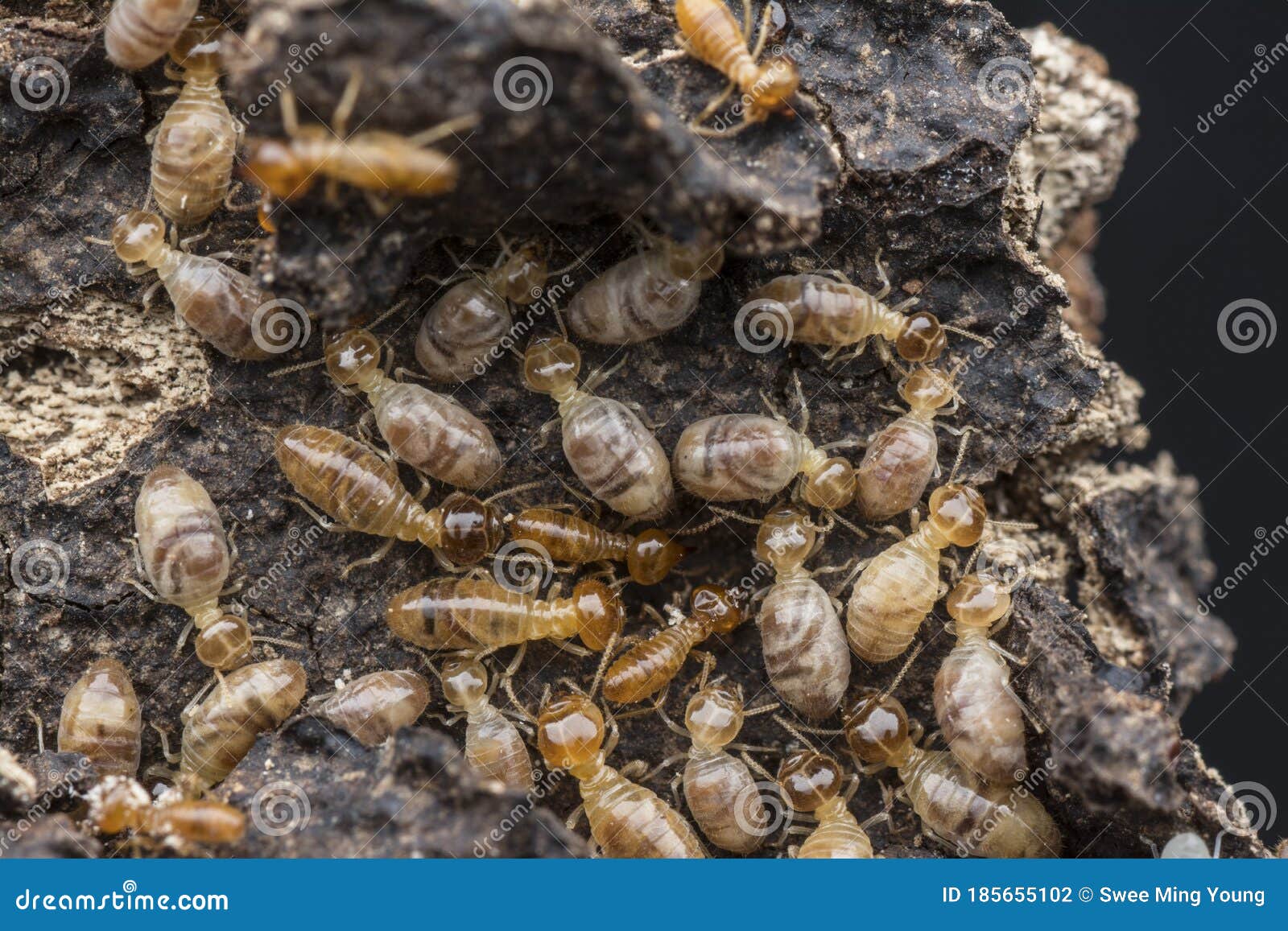 Lots of Tiny Termites on the Dried or Dead Tree Bark Stock Photo ...