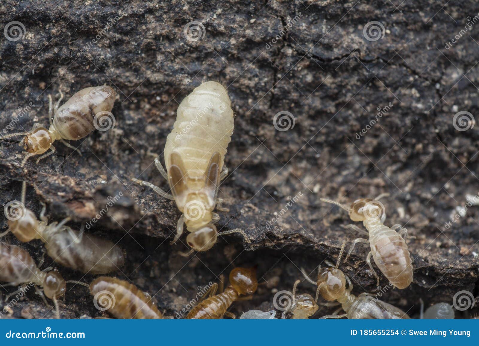 Lots of Tiny Termites on the Dried or Dead Tree Bark Stock Photo ...