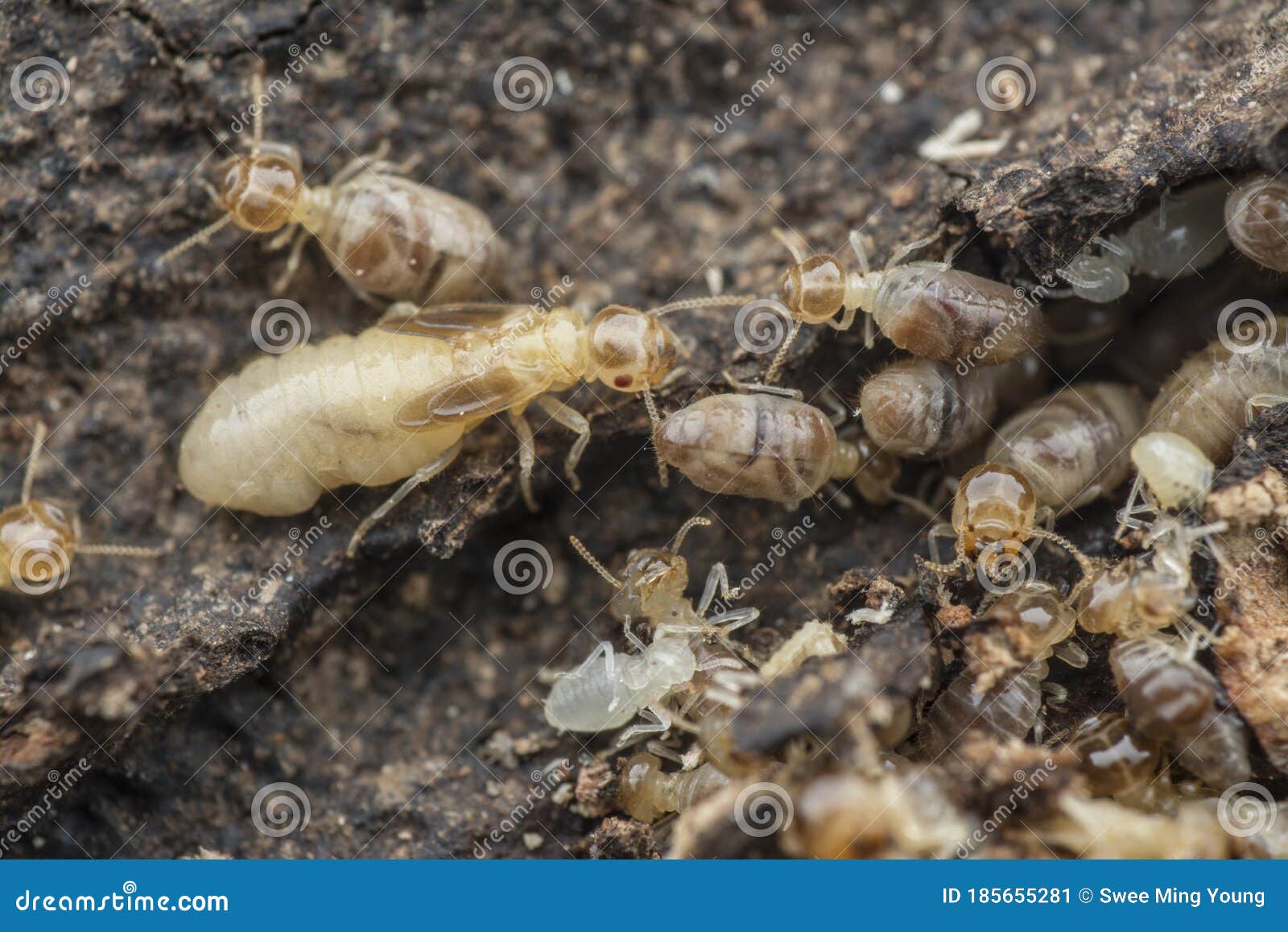 Lots of Tiny Termites on the Dried or Dead Tree Bark Stock Image ...