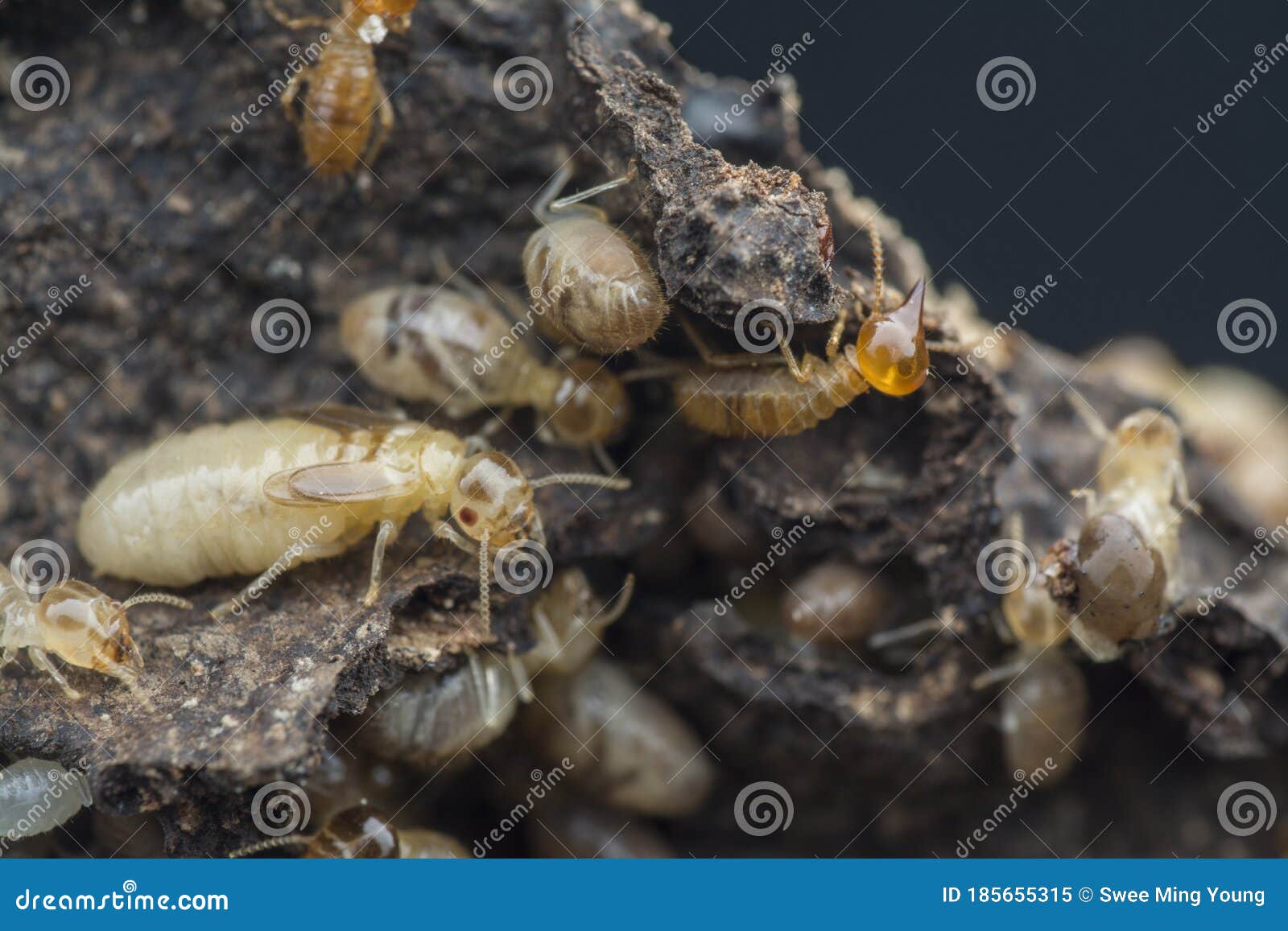 Lots of Tiny Termites on the Dried or Dead Tree Bark Stock Image ...