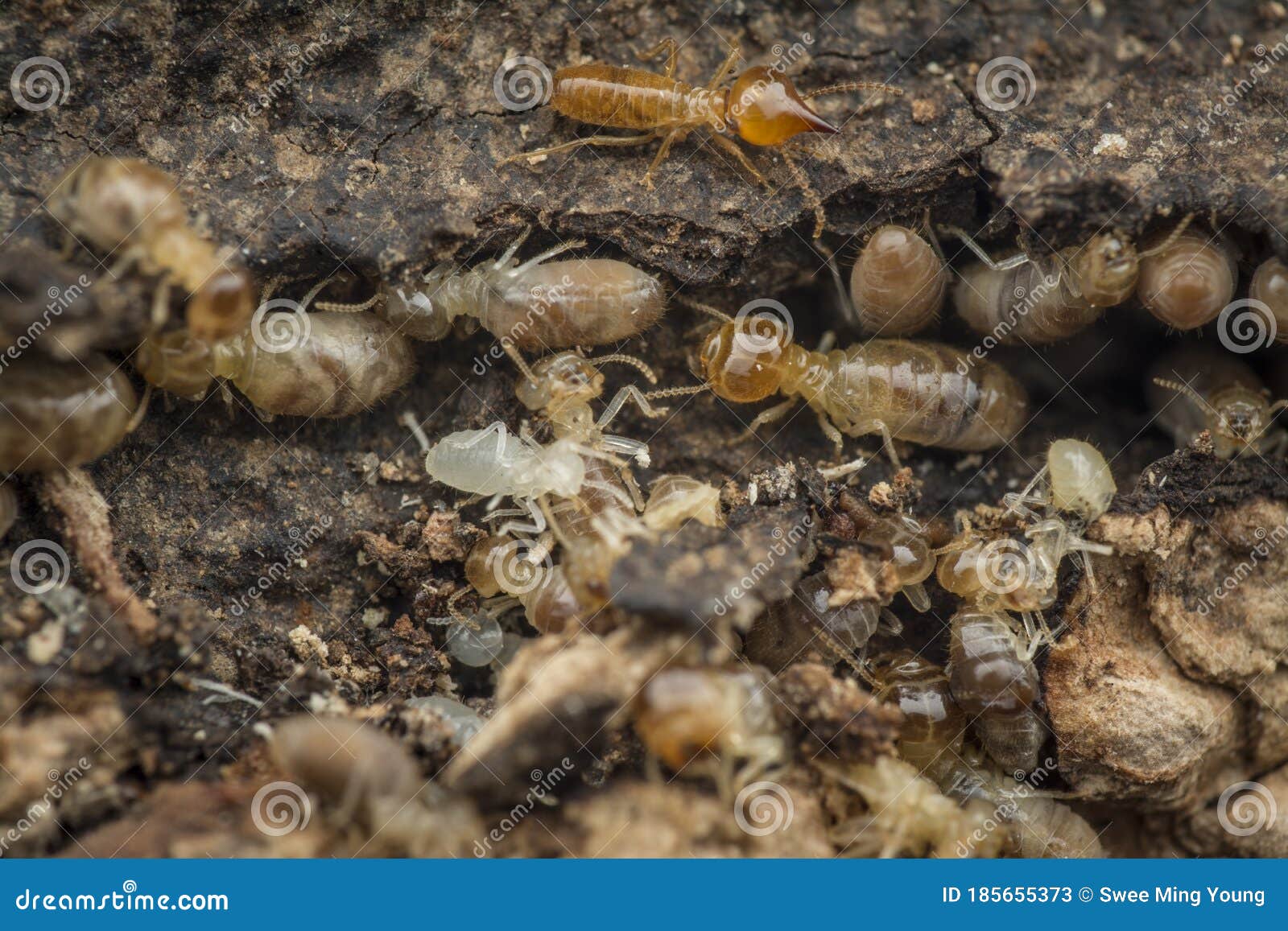 Lots of Tiny Termites on the Dried or Dead Tree Bark Stock Image ...