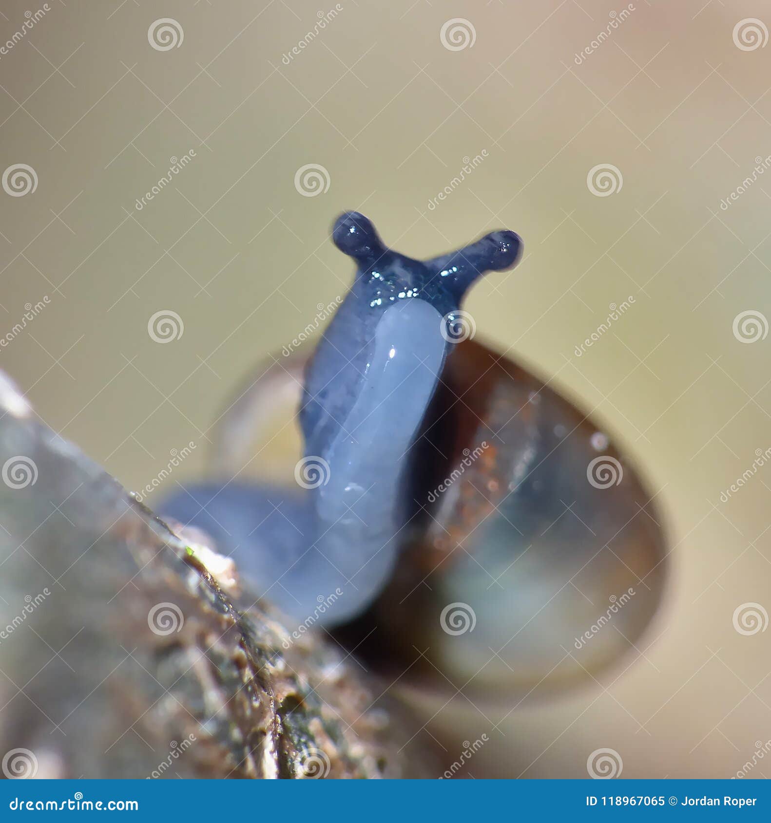 Macro Shot of Tiny Blue Snail Stock Image - Image of leaf, growth ...