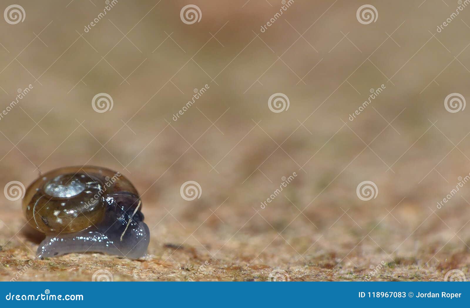 Macro Shot of Tiny Blue Snail Stock Image - Image of grass, growth ...