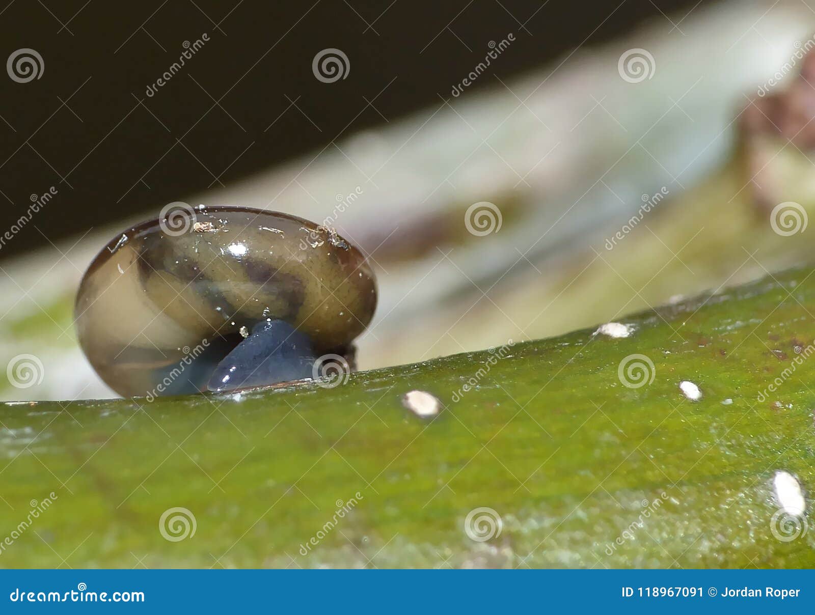 Macro Shot of Tiny Blue Snail Stock Image - Image of gardens, closeup ...