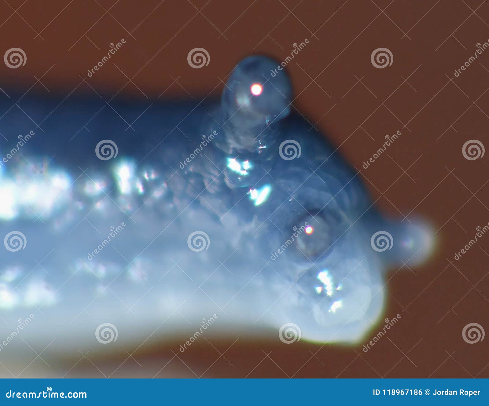 Macro Shot of Tiny Blue Snail Stock Photo - Image of invertebrate, pest ...