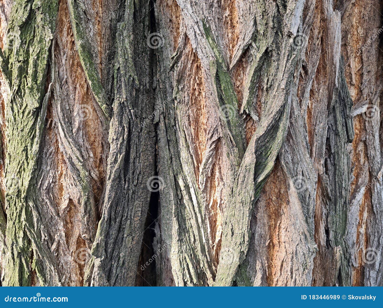 Close Up Shot of a Tree Bark Stock Image - Image of environment ...