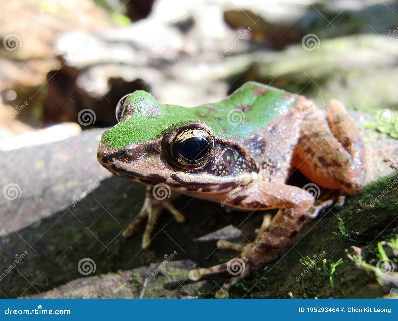 Close Up Shot of the Tree Frog Stock Photo - Image of taiwan, nature ...