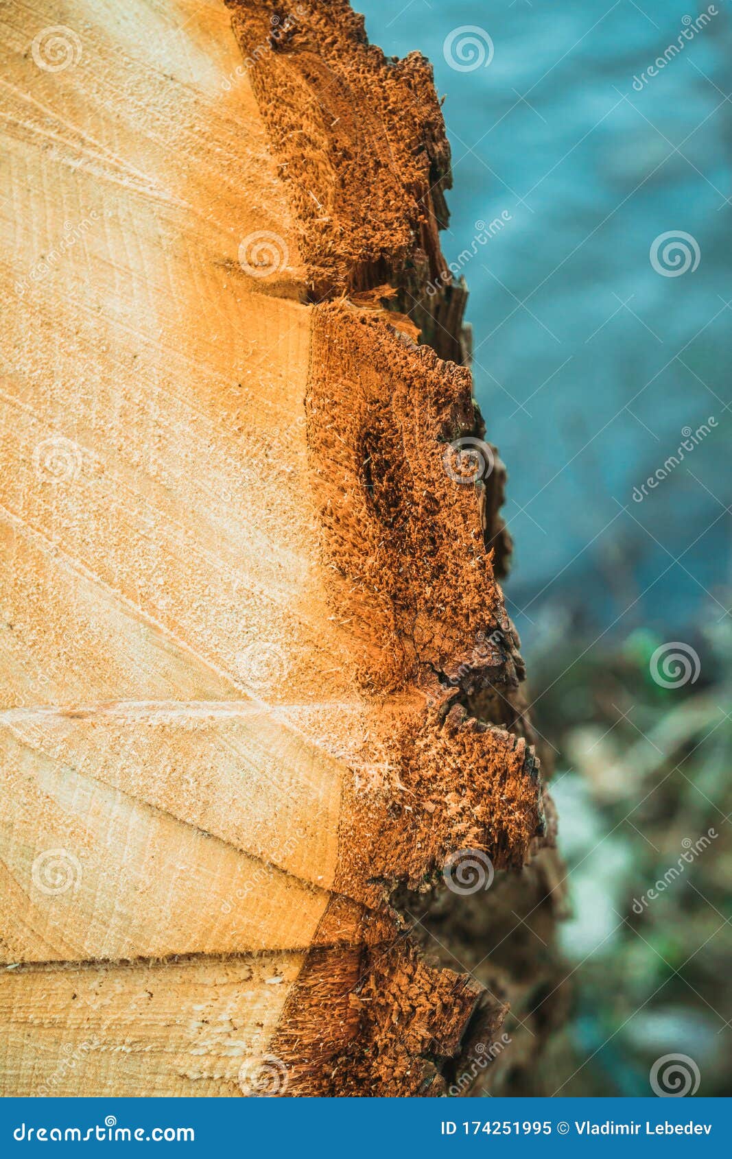Close Up Shot of Tree Log with Bark Stock Image - Image of shot, bark ...