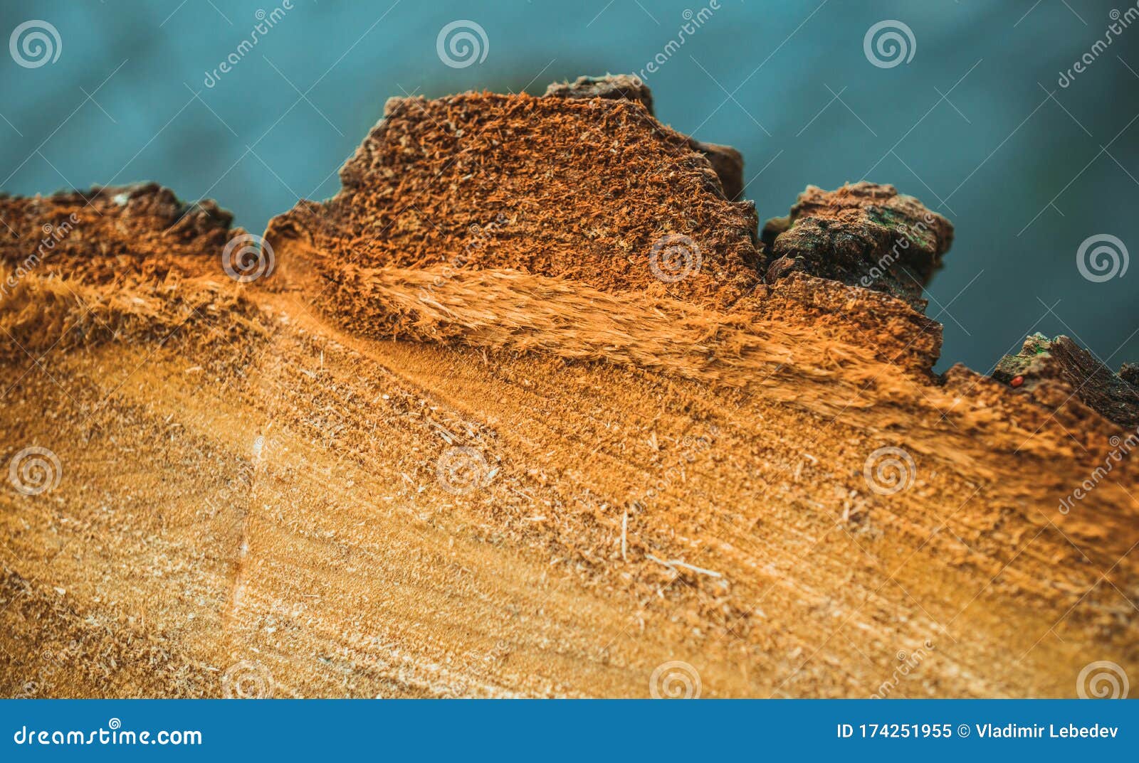Close Up Shot of Tree Log with Bark Stock Image - Image of shot, bark ...