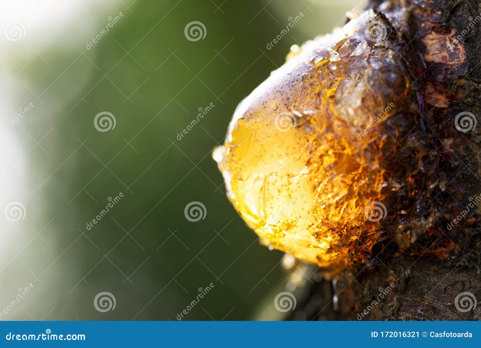Close Up Shot of Tree Resin Stock Image - Image of fluid, detail: 172016321