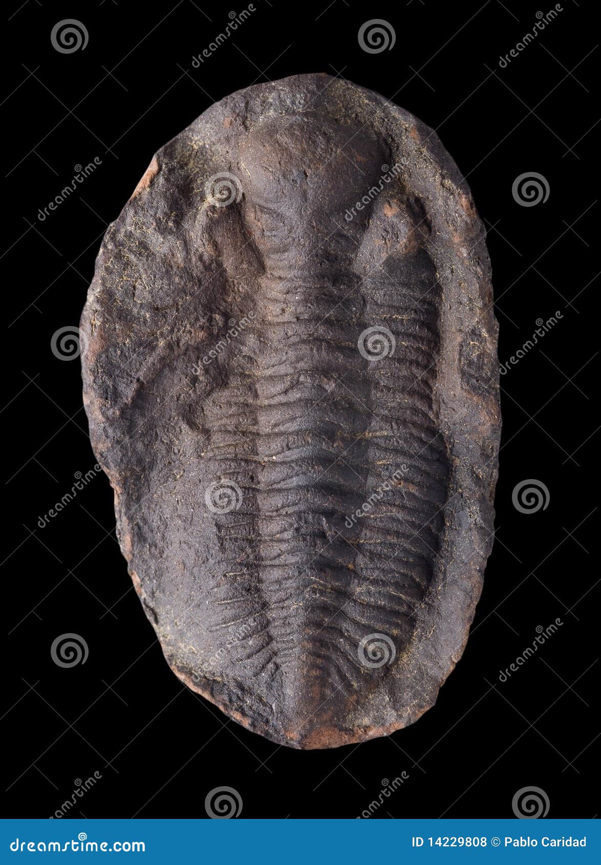 Close Up Shot of a Trilobite. Stock Photo - Image of prepared, closeup ...