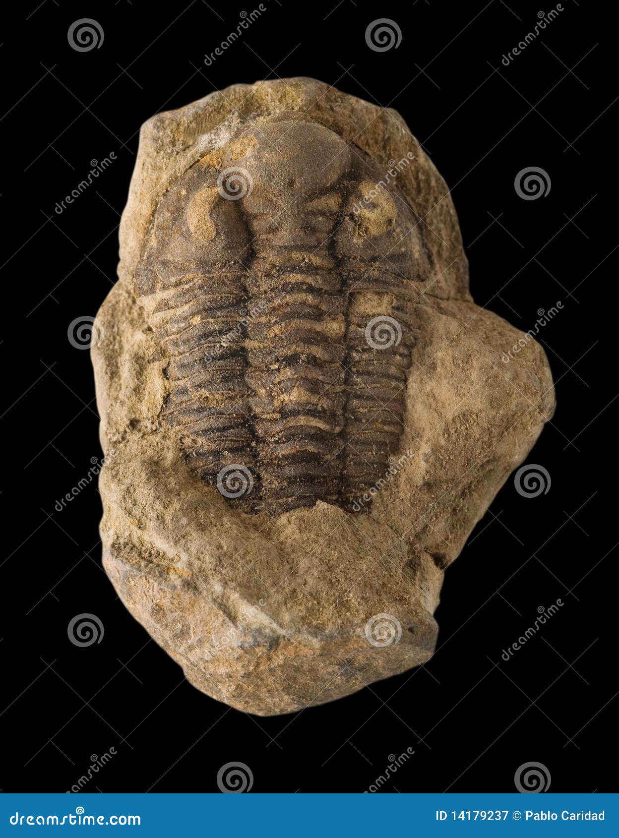 Trilobite Fossil On Stone, Prehistoric Extinct Animal Lived In Cambrian ...