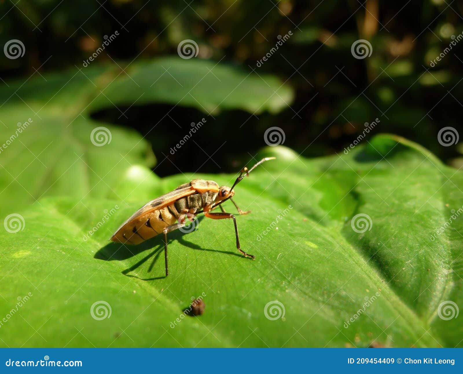 Close up shot of True bugs stock image. Image of asian - 209454409