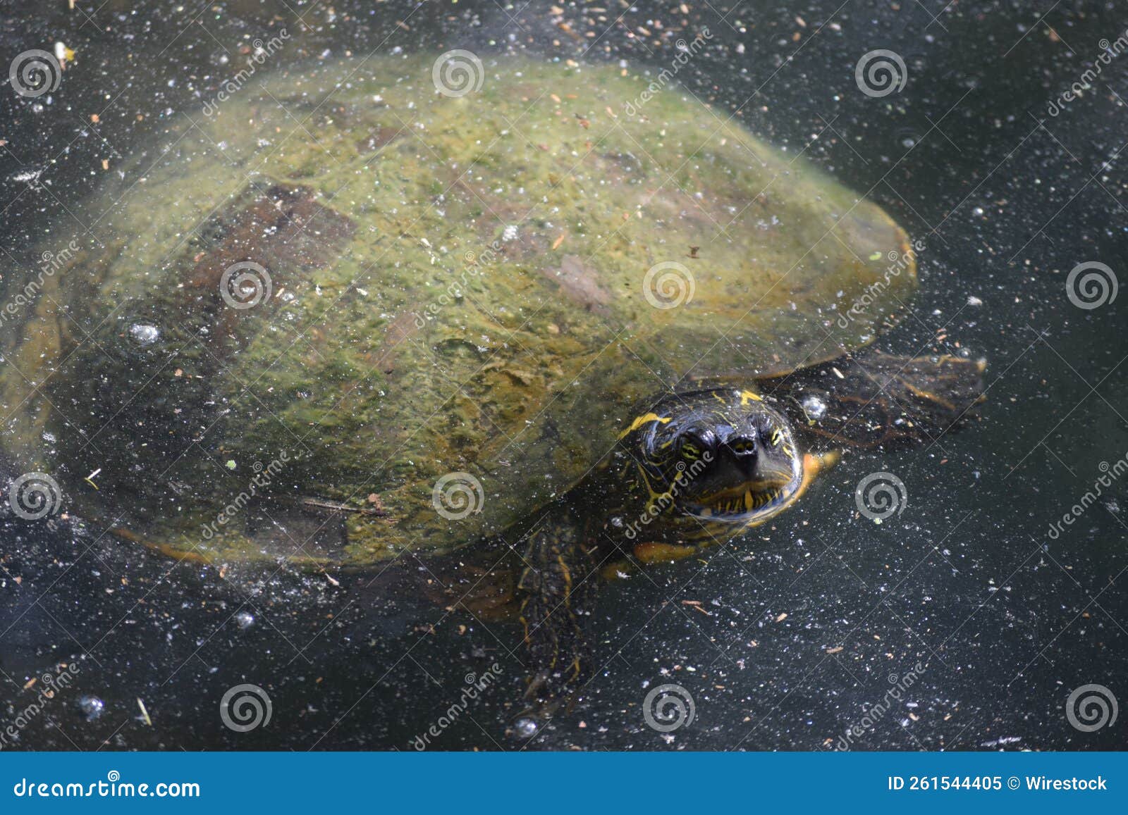 Close-up Shot of a Turtle in a Pond Stock Image - Image of zilker ...
