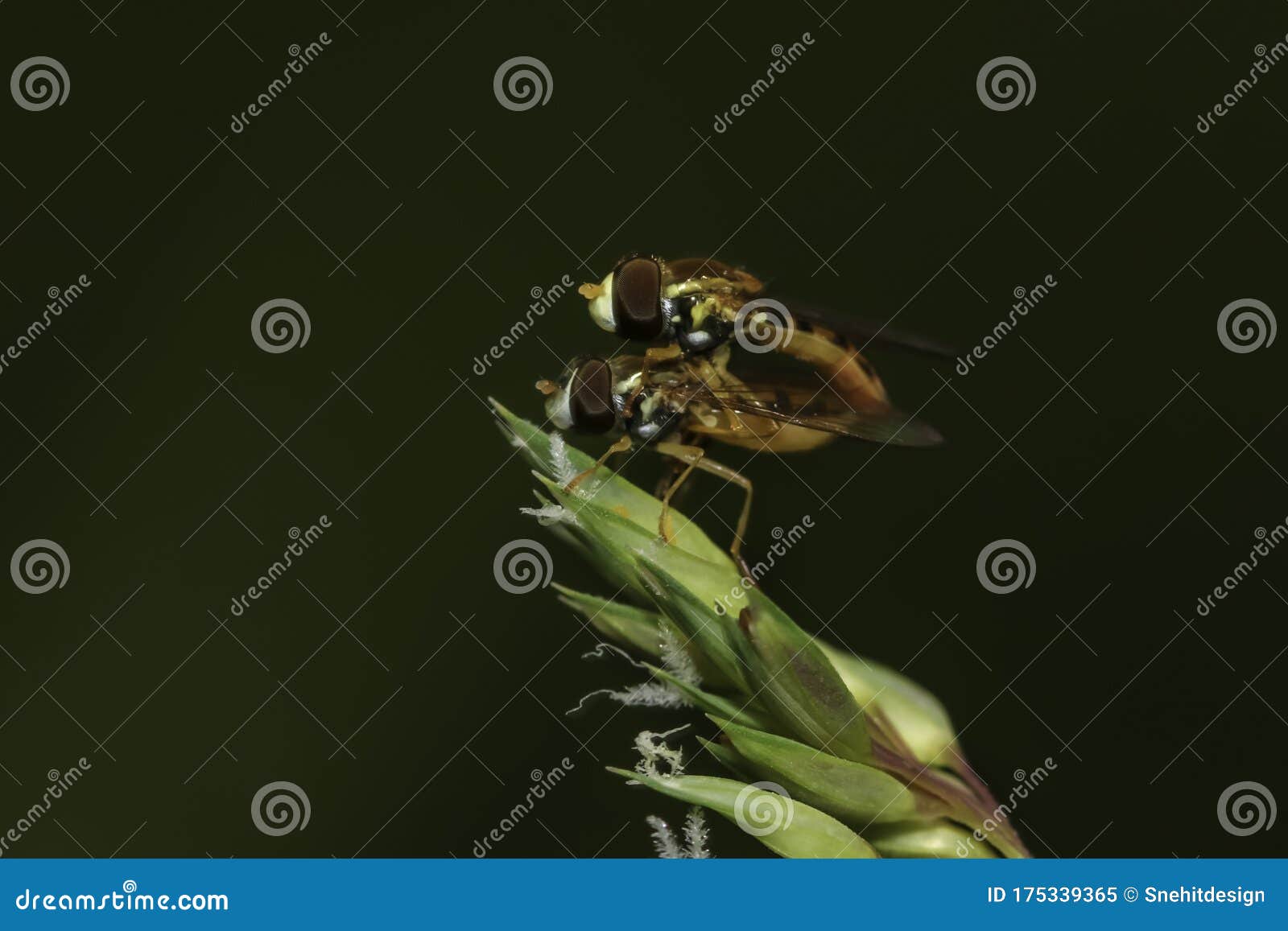 Close Up Shot of Two Flies Mating on a Leaf Stock Image - Image of ...