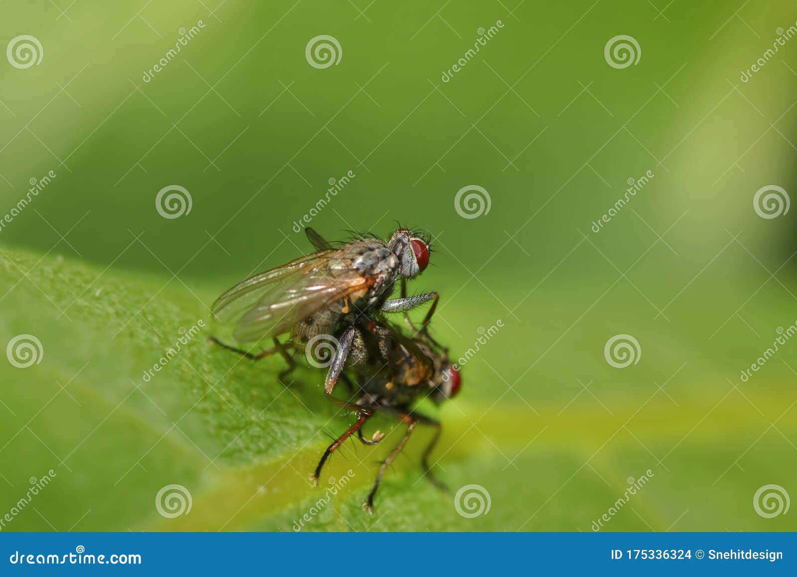 Close Up Shot of Two Flies Mating on a Leaf Stock Photo - Image of ...