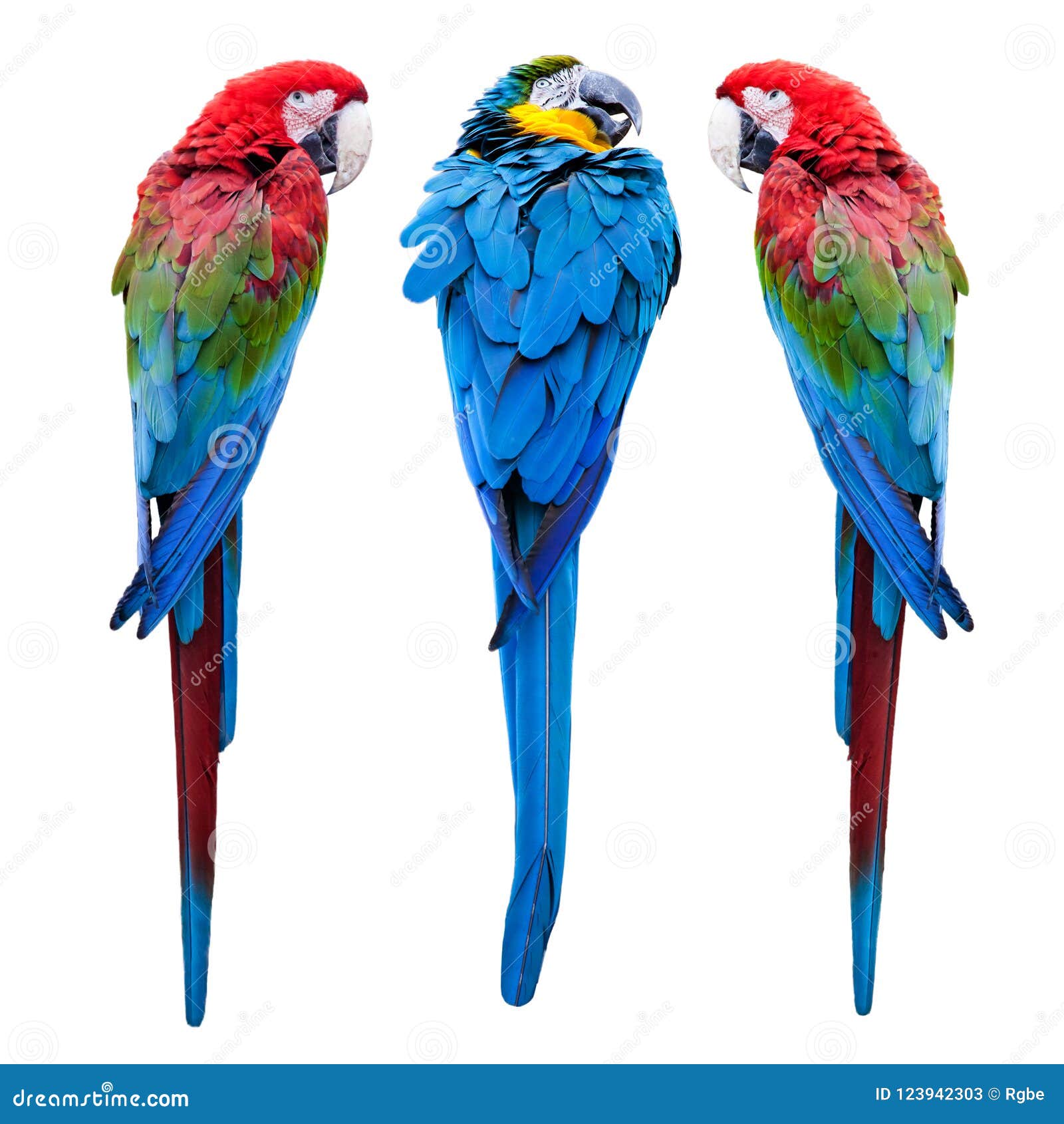 Three parrots stock image. Image of nature, team, wildlife - 123942303