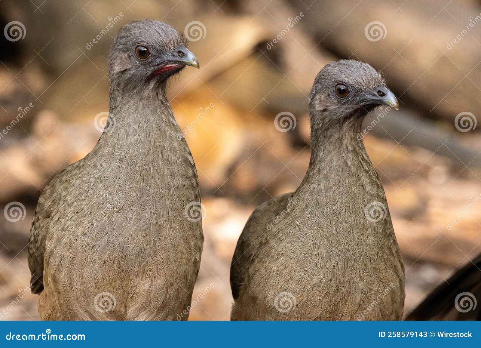 Close-up Shot of Two Plain Chachalaca Birds (Ortalis Vetula) Looking ...