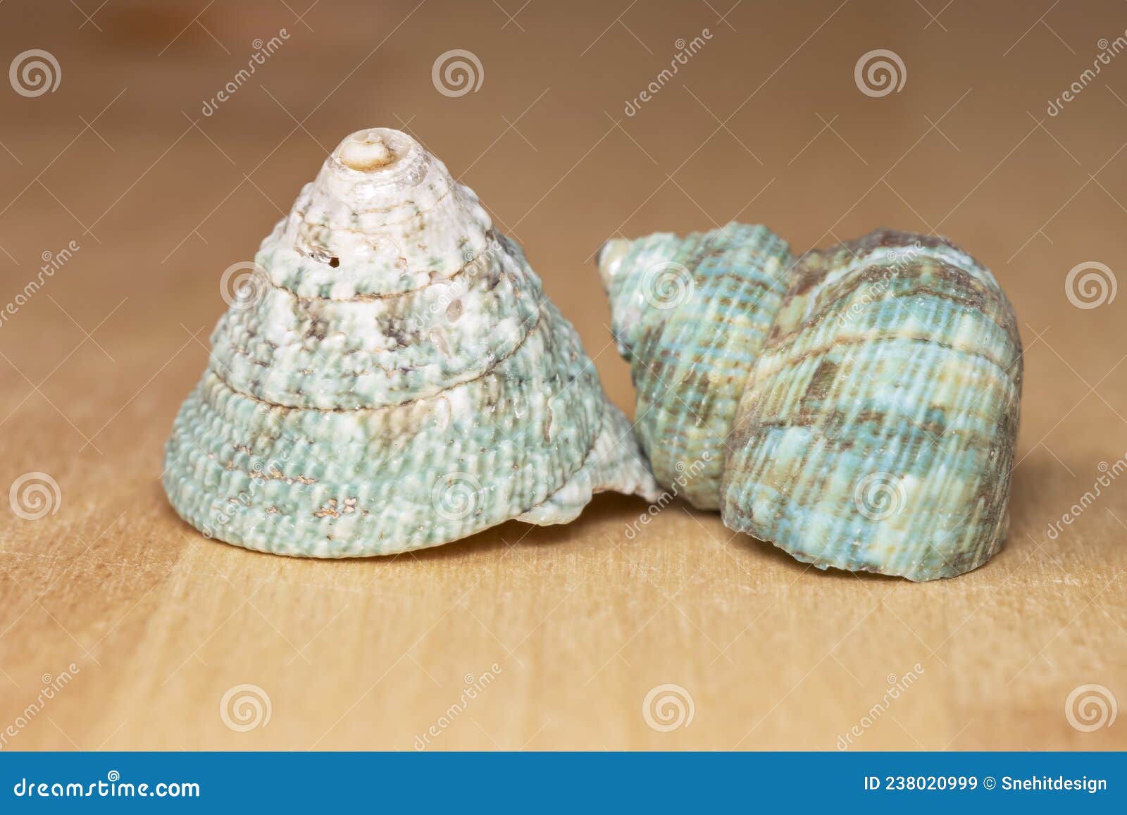 Two Seashells on Wooden Background Stock Image - Image of close ...