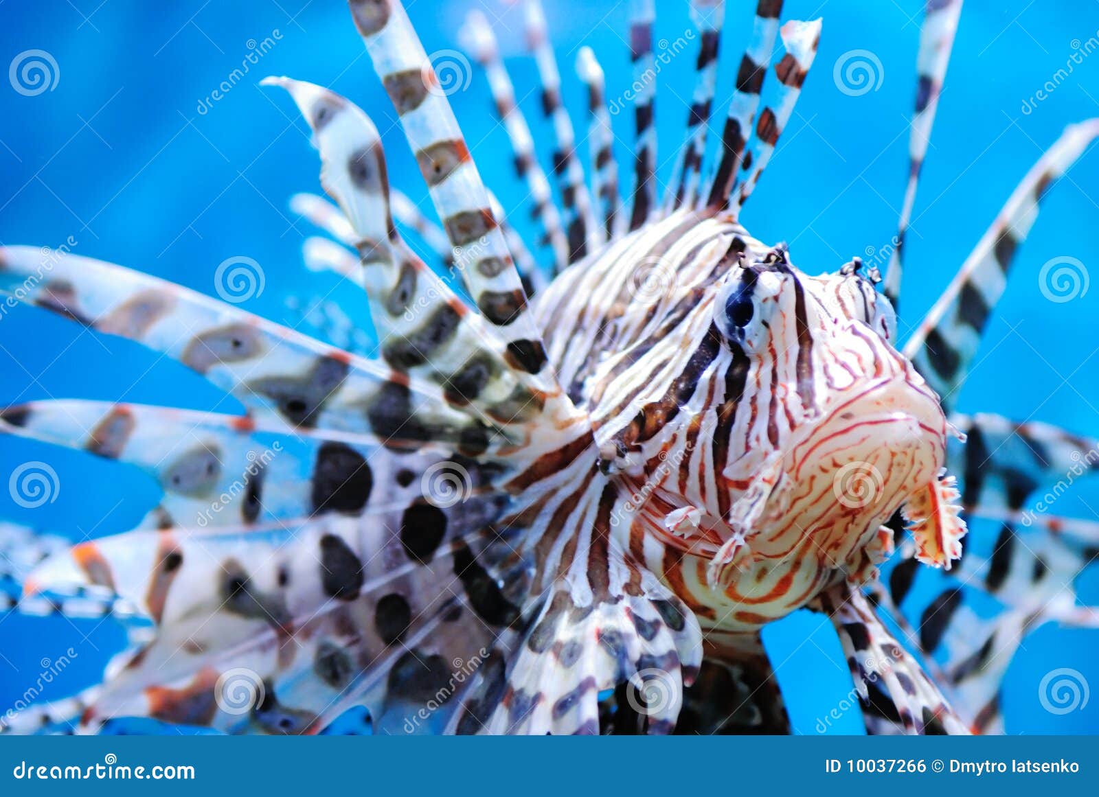 Close-up Shot of Venomous Vivid Fish Stock Photo - Image of reef ...