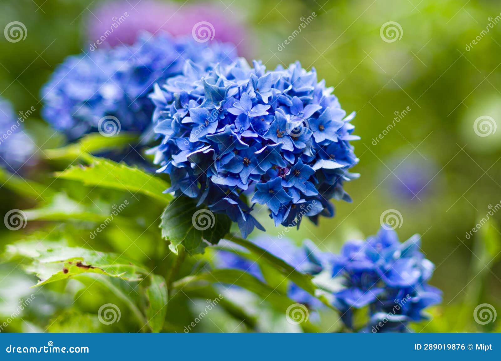 Vibrant Blue Flower in Bloom Stock Photo - Image of background, meadow ...