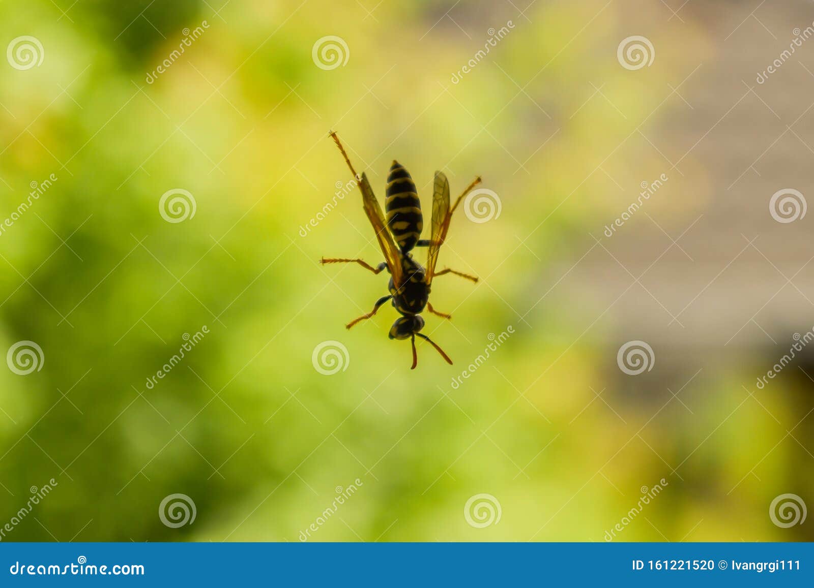Close Up Shot of Wasp Standing on Surface of a Window Stock Photo ...