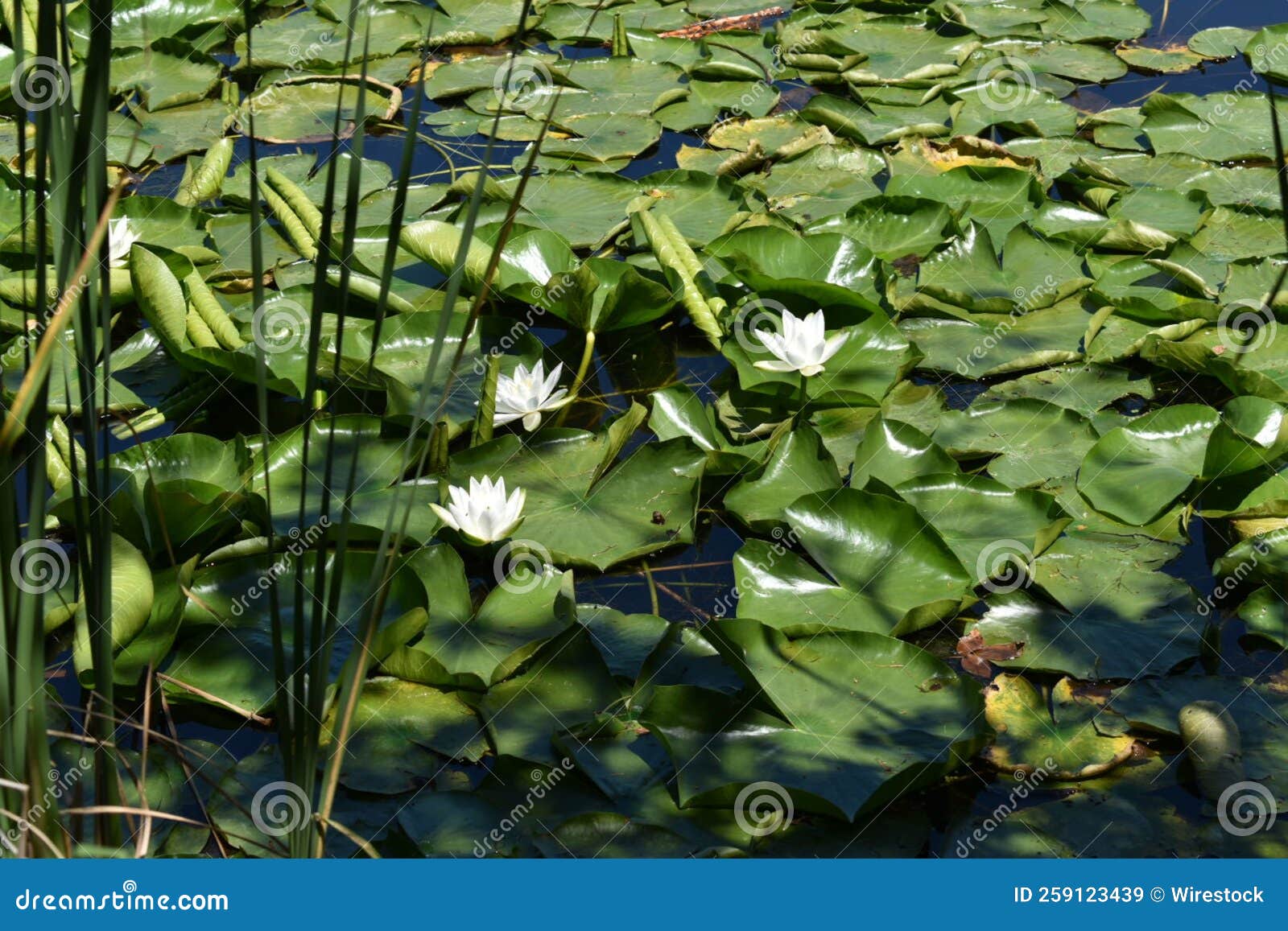 Close-up Shot of Water Lilies in a Pond Stock Image - Image of petals ...