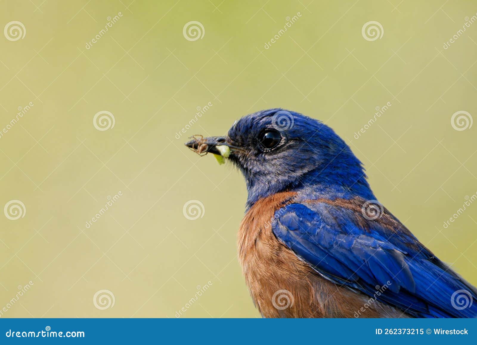 Close-up Shot of a Western Bluebird in Profile. Stock Image - Image of ...
