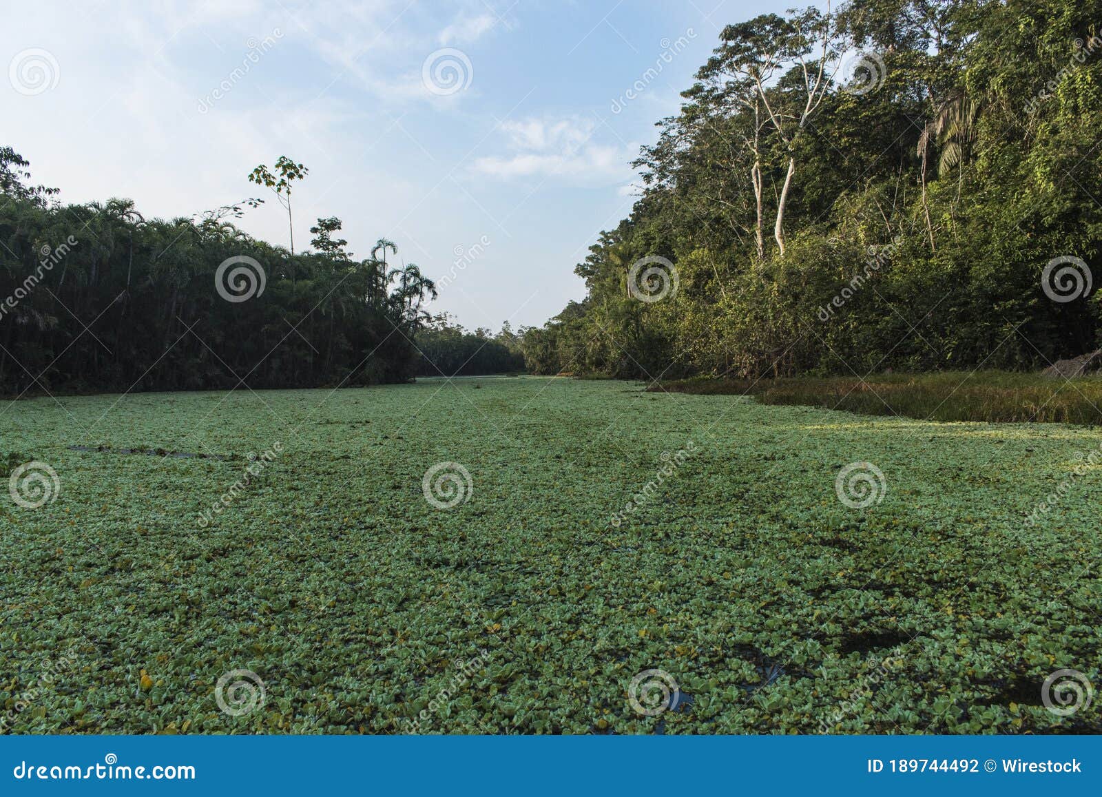 Close Up Shot of a Wet Field in between Forests Under a Blue Sky Stock ...