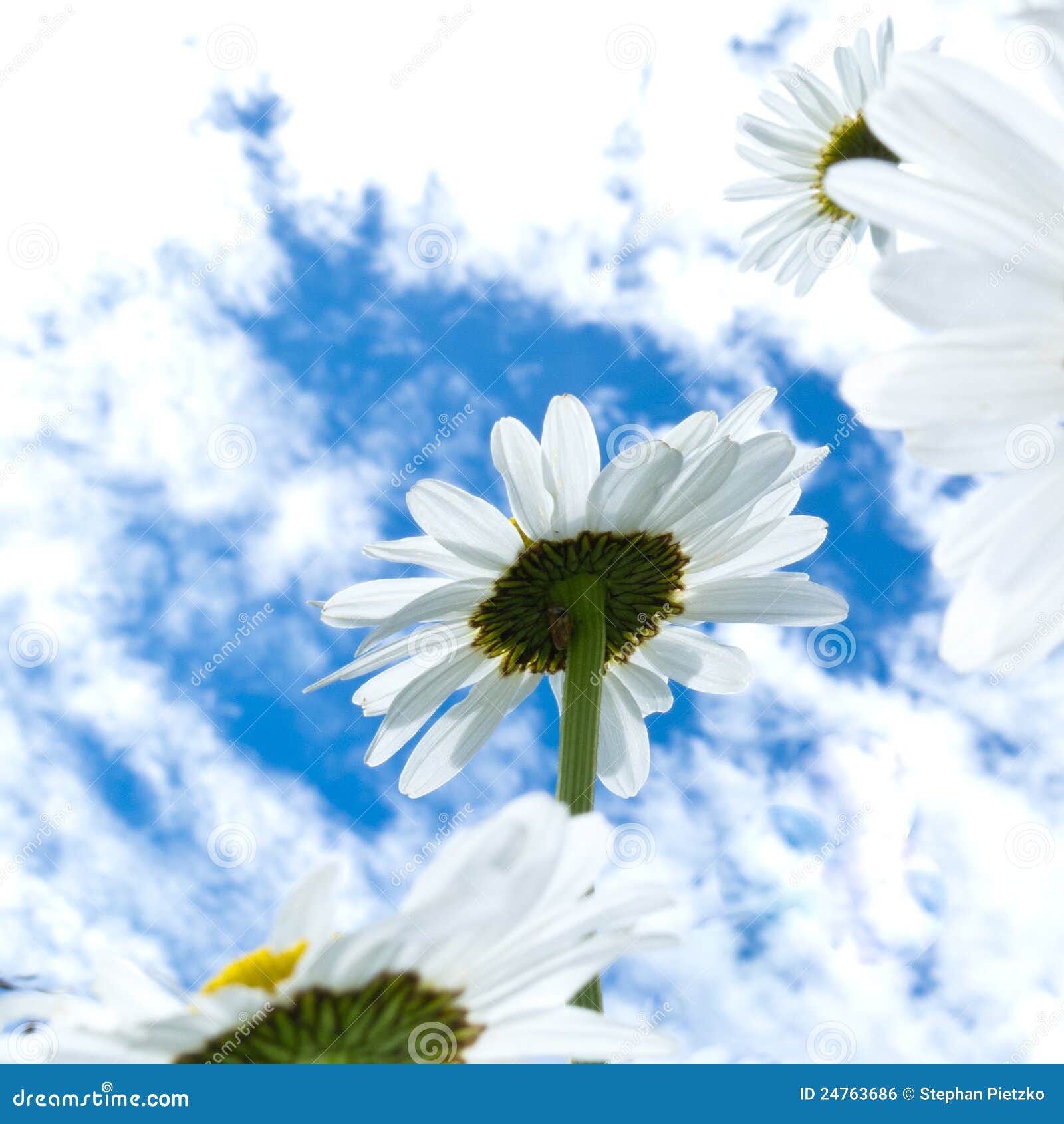 Close-up Shot of White Daisy Flowers from Below Stock Photo - Image of ...