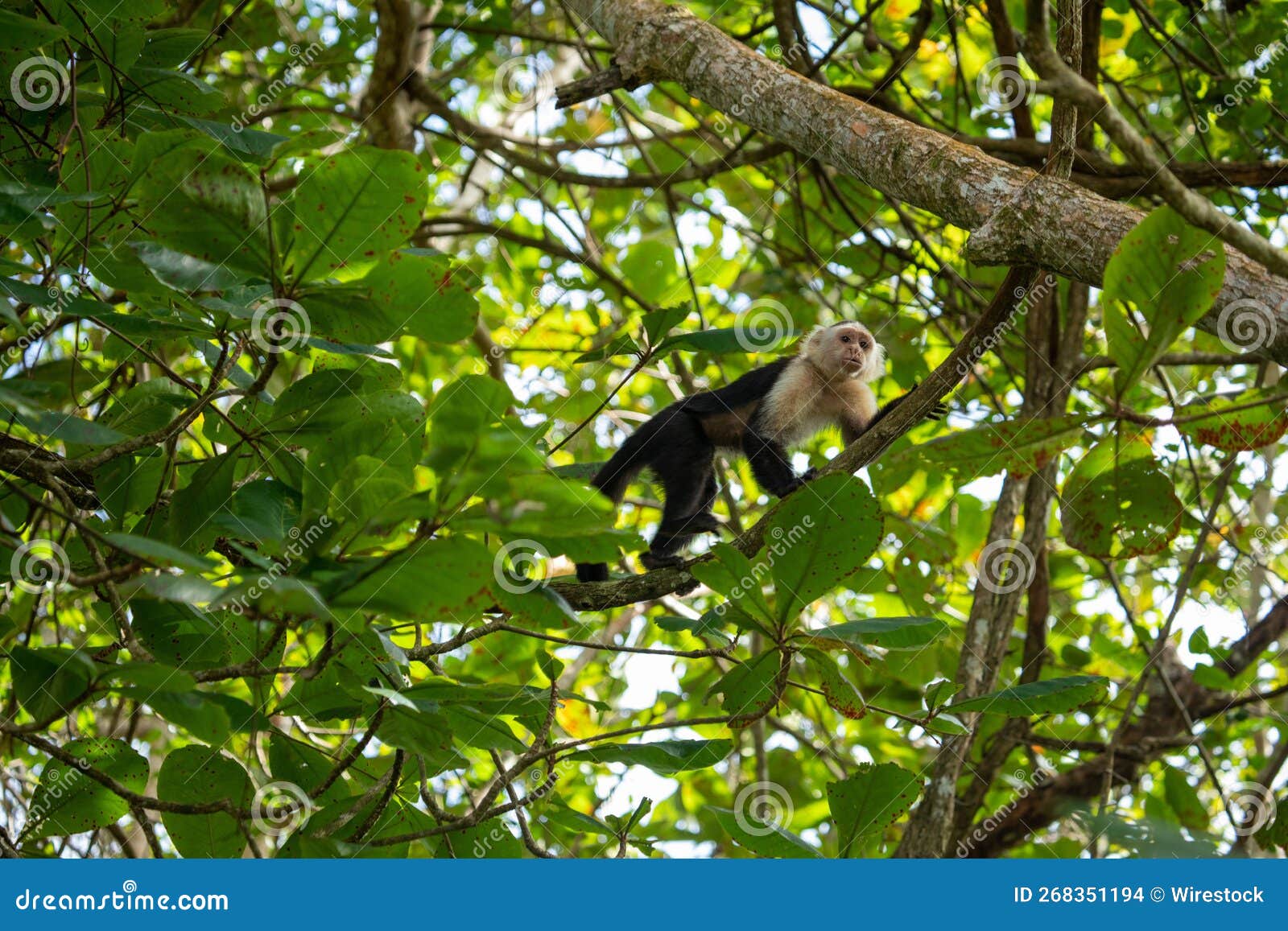 Close-up Shot of a White-fronted Capuchin Crawling on a Tree Branch ...