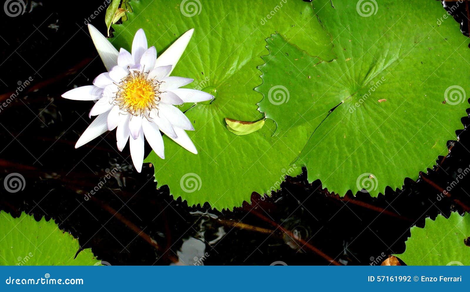 Close Up Shot of White Petal Lotus Stock Photo - Image of nature ...