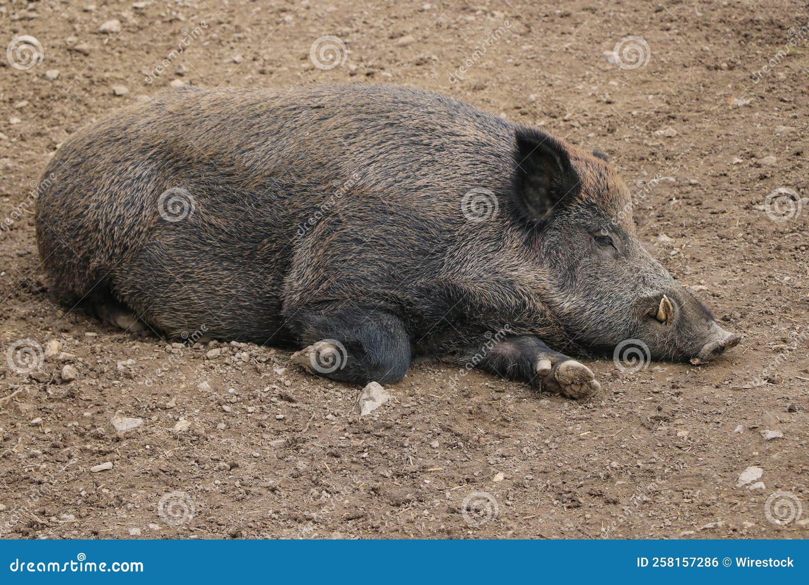 Close-up Shot of a Wild Boar Laying on the Ground Stock Photo - Image ...