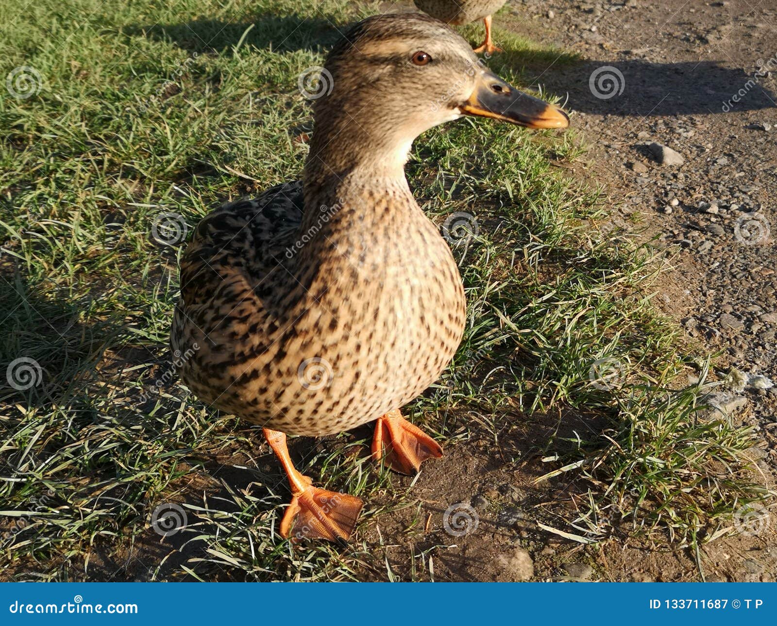 A close-up duck stock image. Image of animal, wild, duck - 133711687