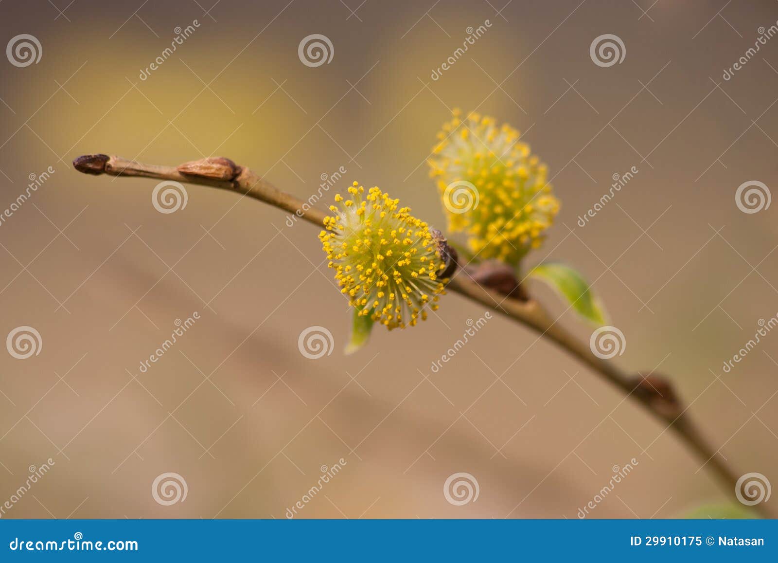 Willow Branch stock image. Image of branch, blooming - 29910175