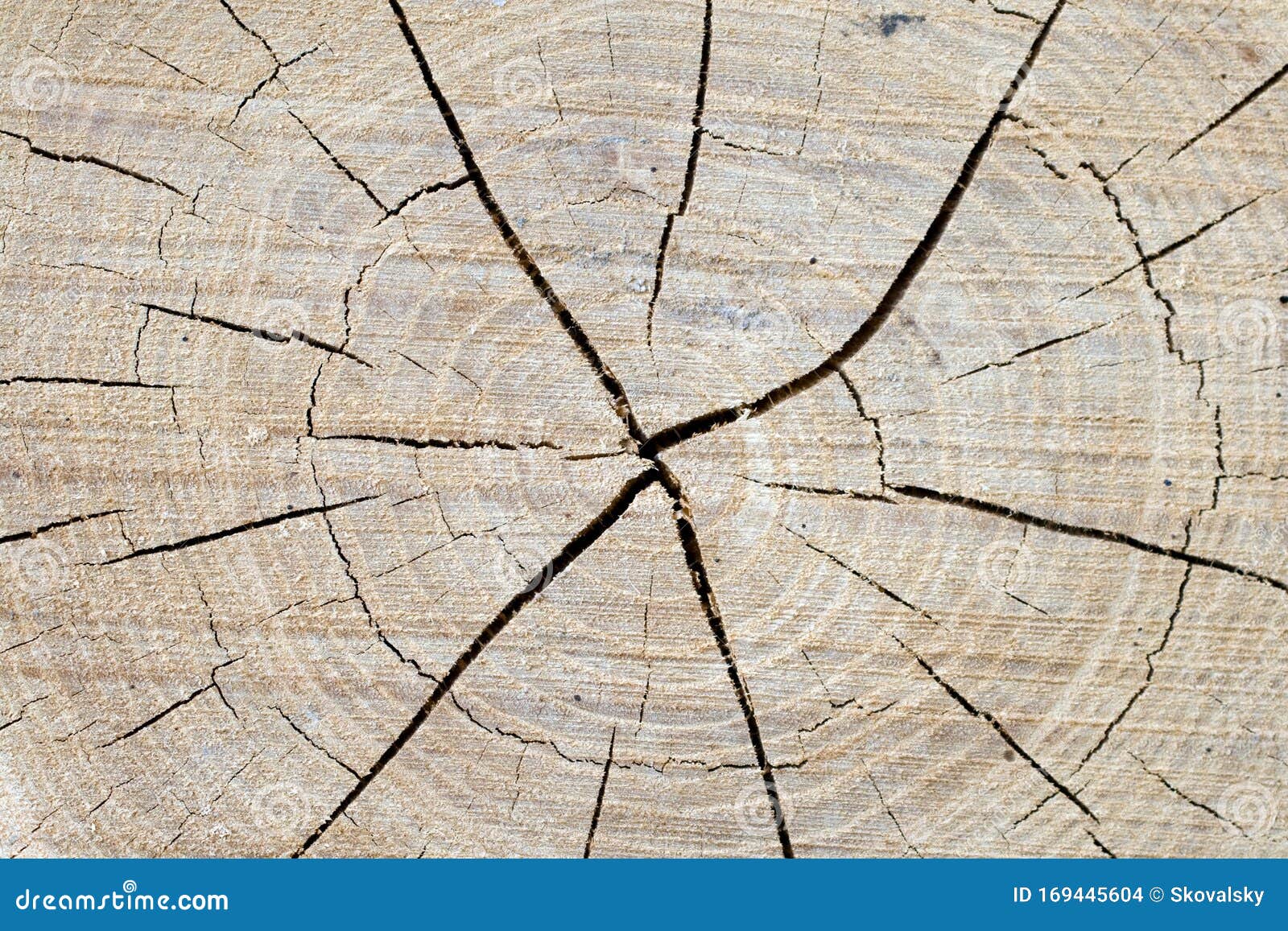 Close Up Shot of a Wood Log Stock Photo - Image of annual, cross: 169445604