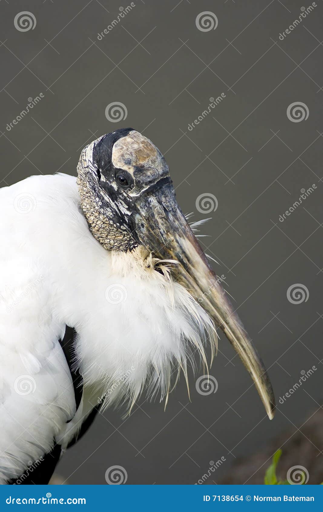 Close Up Shot of a Wood Stork Stock Photo - Image of stork, water: 7138654