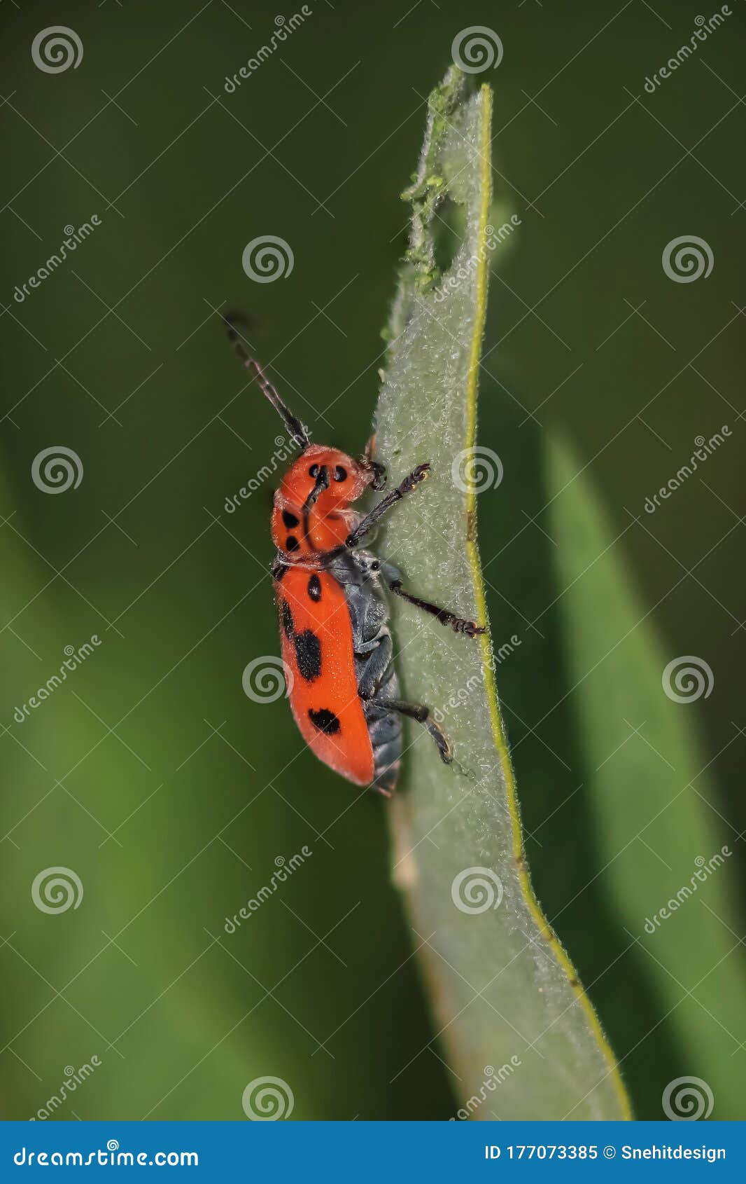 Close Up Shot of Young Box Elder Bug Stock Image - Image of leaf, light ...