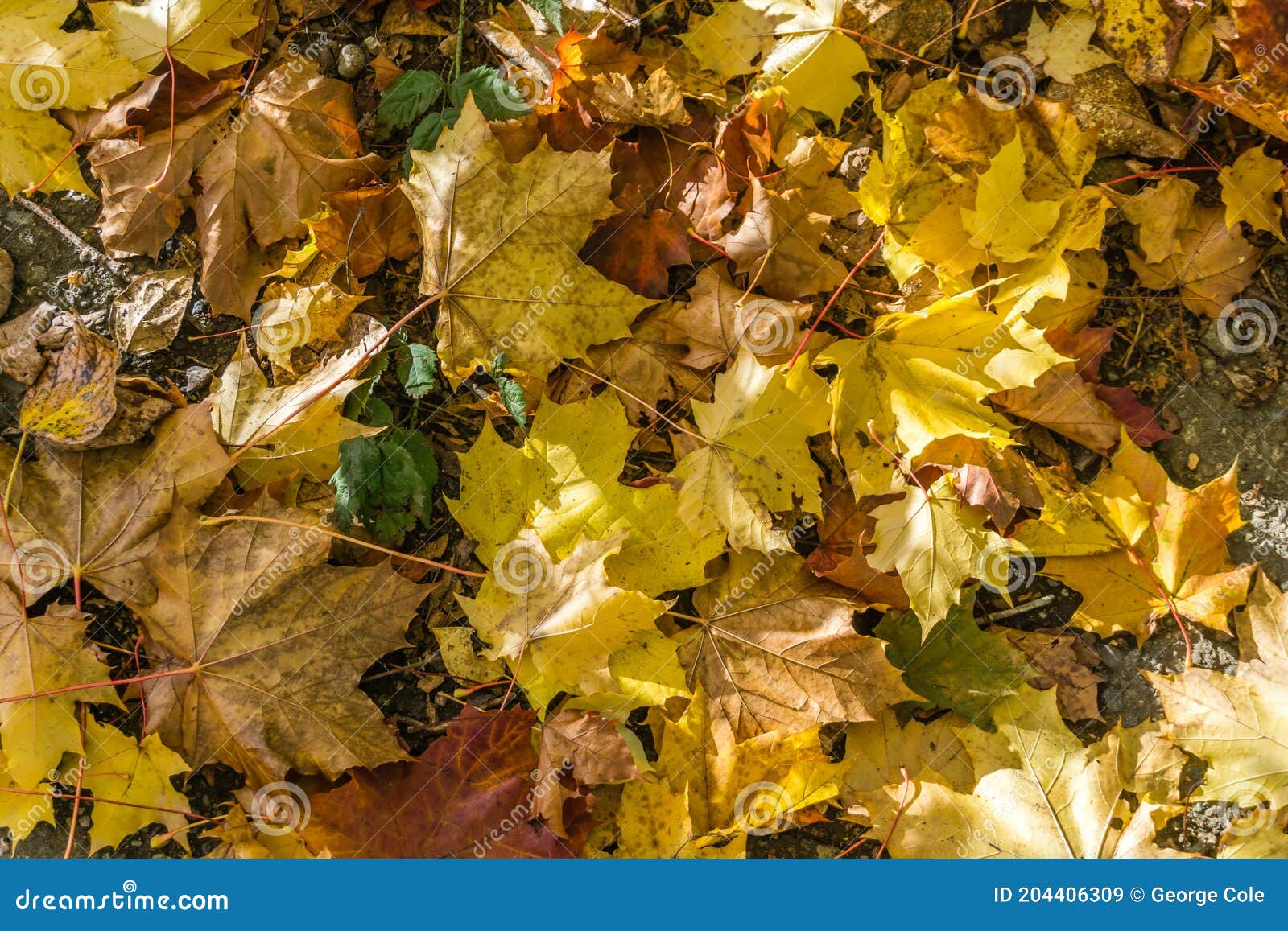 Ground Fall Leaves stock image. Image of macro, colorful - 204406309