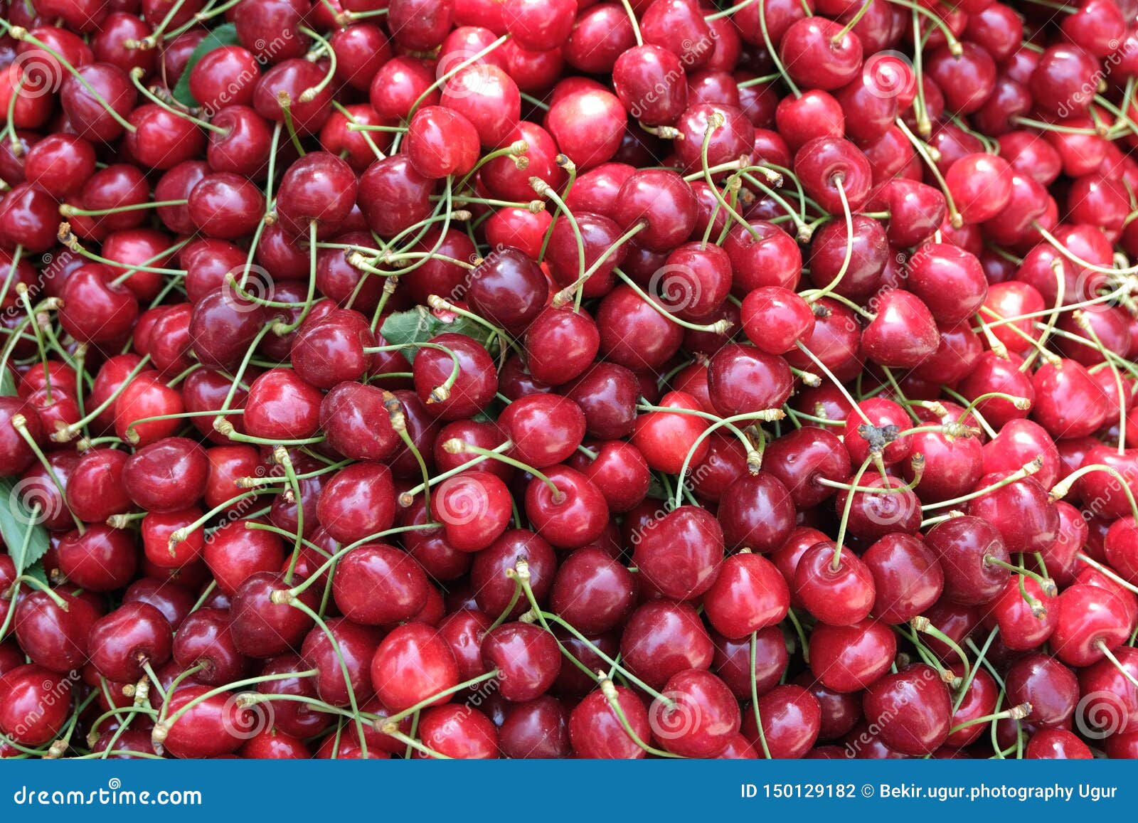 Close-up Shots of Fresh Cherries Stock Photo - Image of ingredient ...