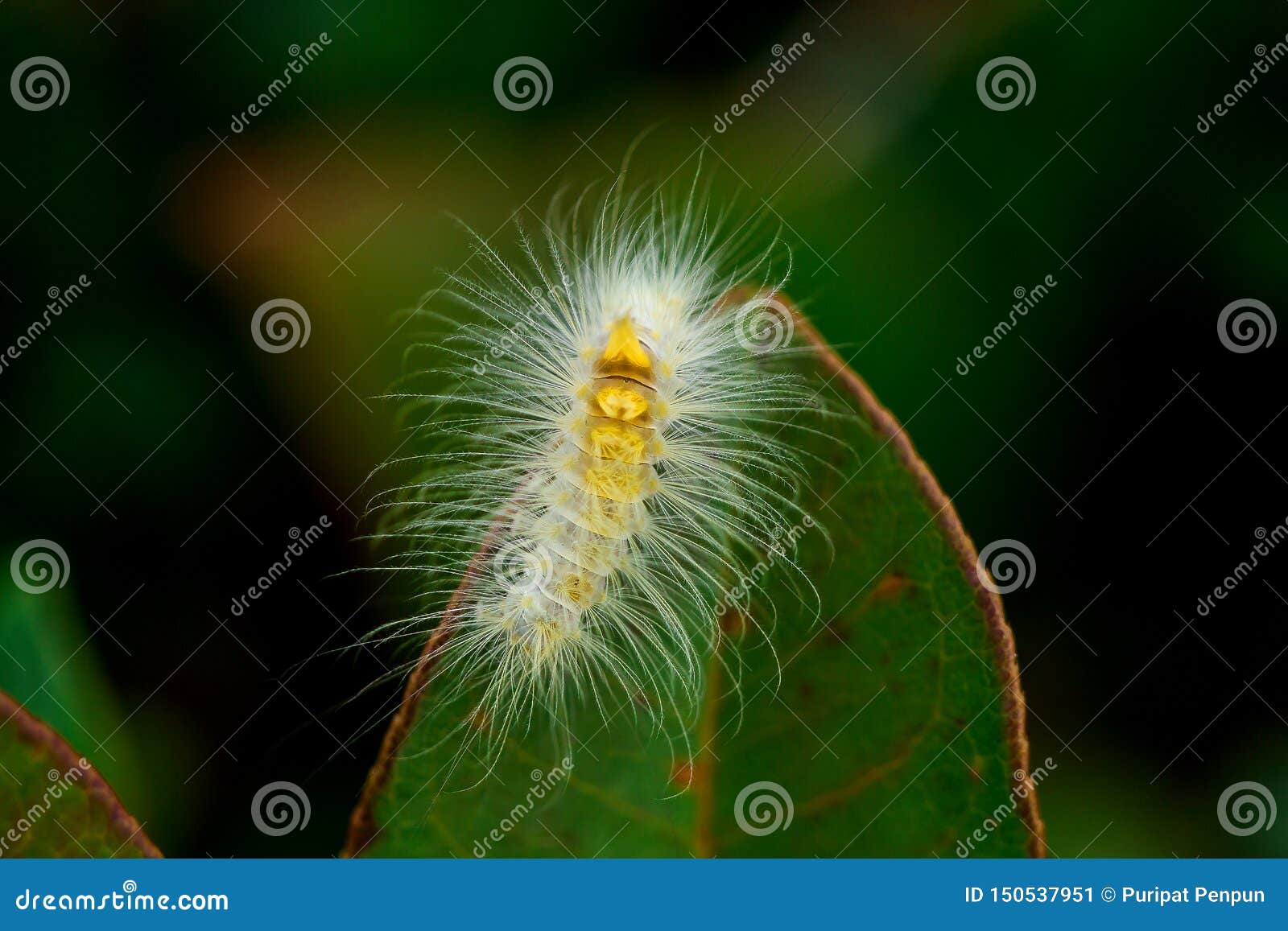 White Worms Are The Larvae Close-up Royalty-Free Stock Image ...