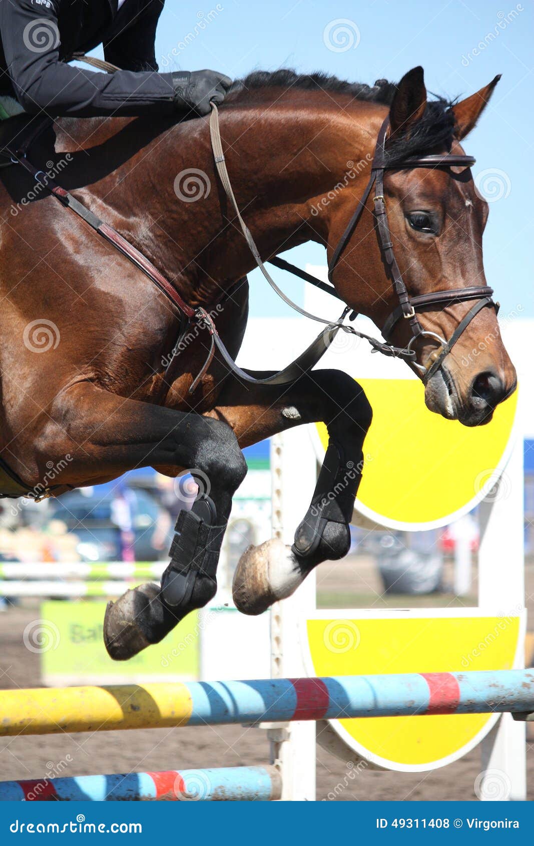 Close Up of Show Jumping Horse Stock Photo - Image of equestrian ...