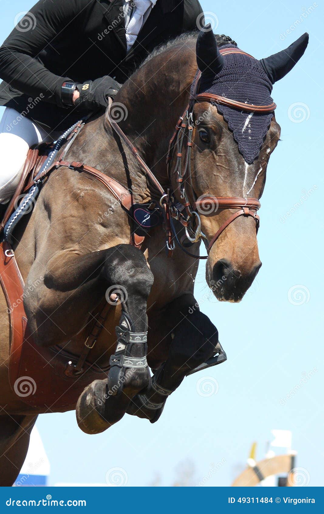Close Up of Show Jumping Horse Stock Photo - Image of portrait ...