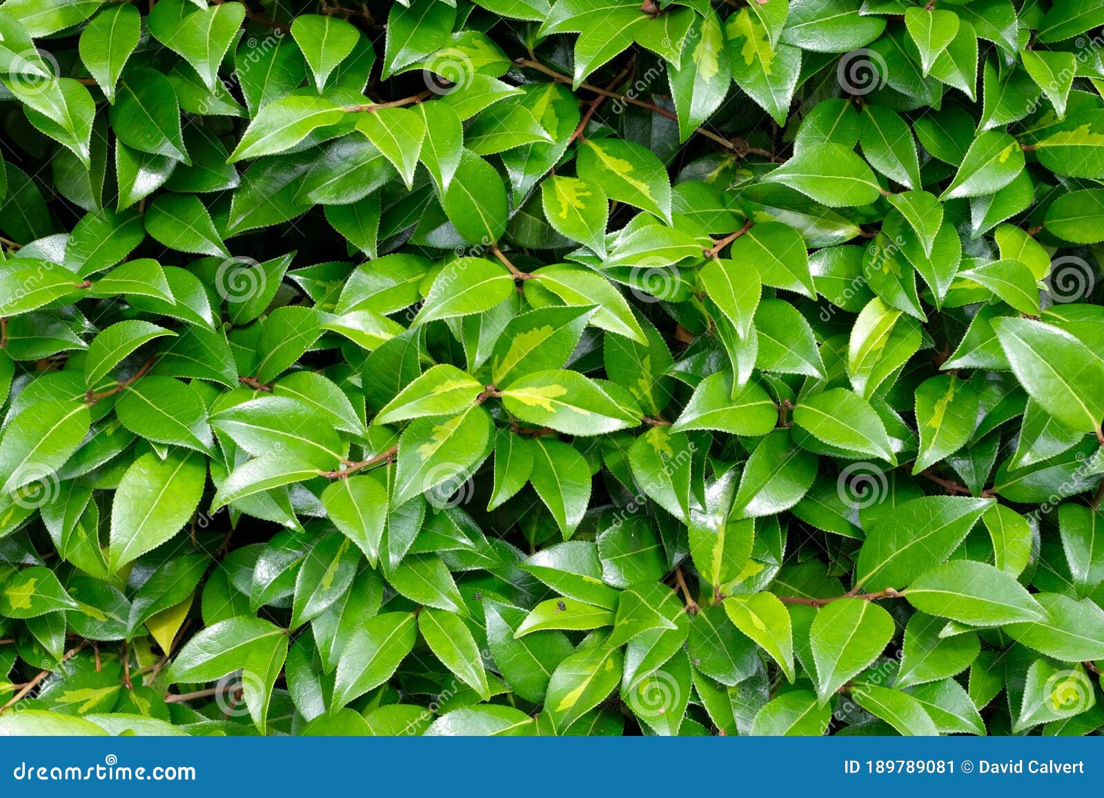 Close Up Showing Shiny Leaves on a Hedge. Stock Image - Image of nature ...