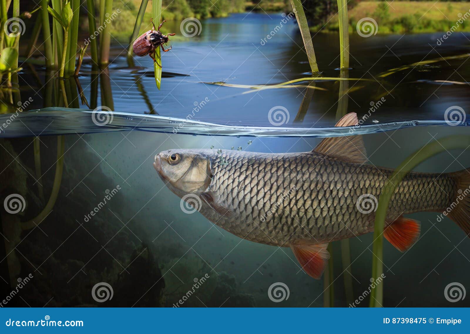 Fish Under Water. Arapaima Fish - Pirarucu Arapaima Gigas One Largest ...