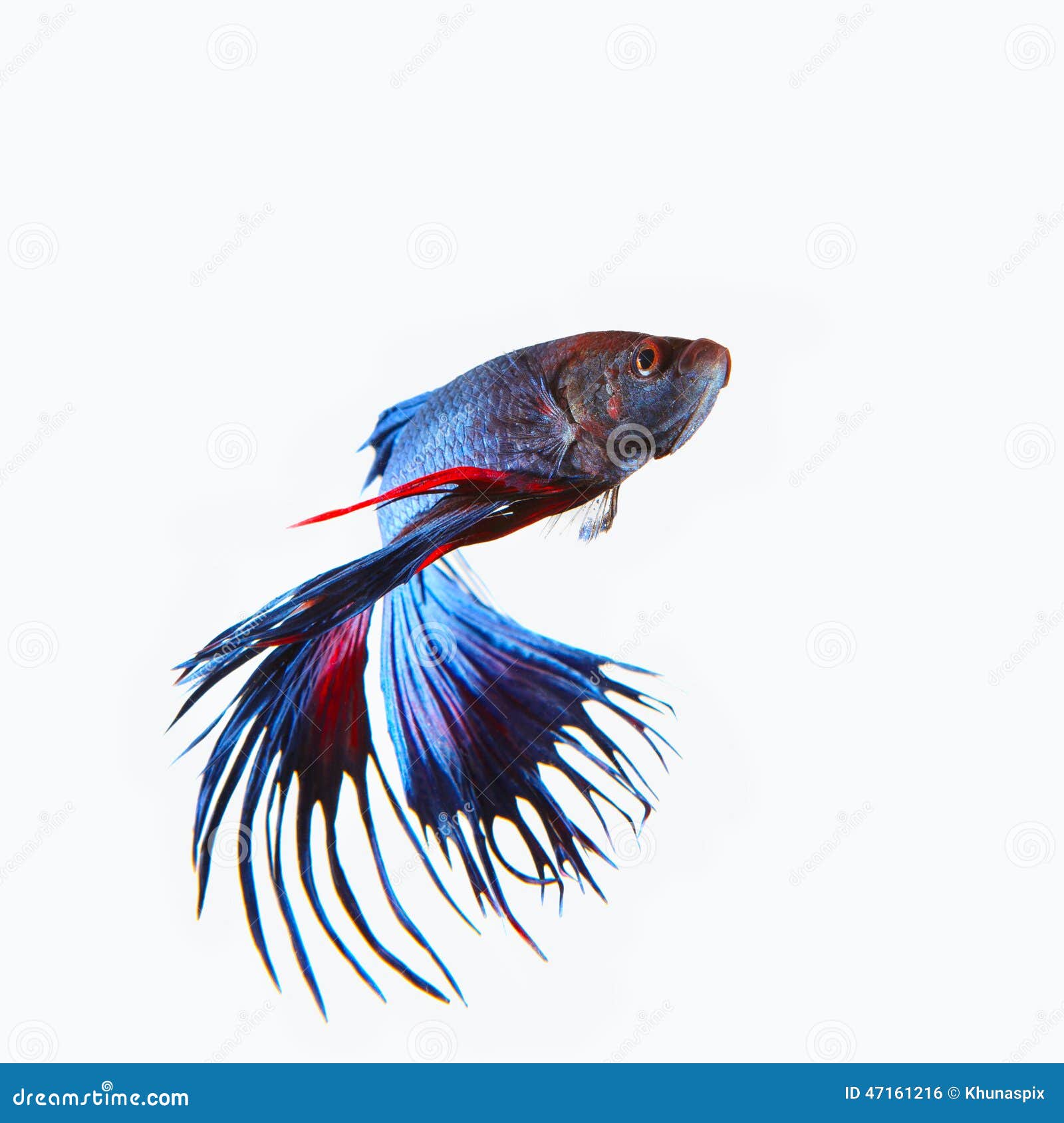 Close Up Siamese Blue Crown Tail Fighting Betta Fish Isolated W Stock ...