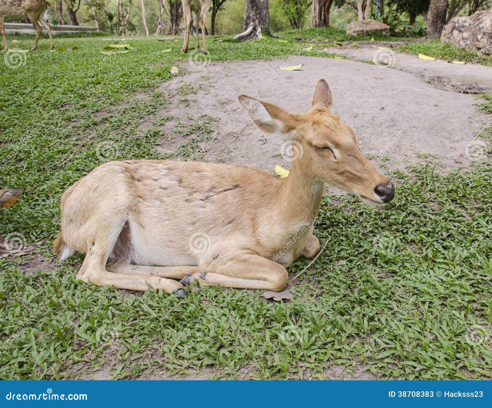 Close-up Siamese Eld S Deer (Cervus Eldi) Stock Image - Image of ...