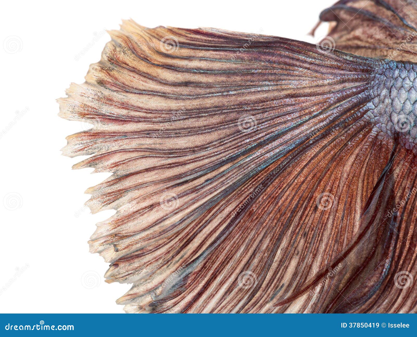 Close-up of a Siamese Fighting Fish S Caudal Fin, Betta Splendens Stock ...