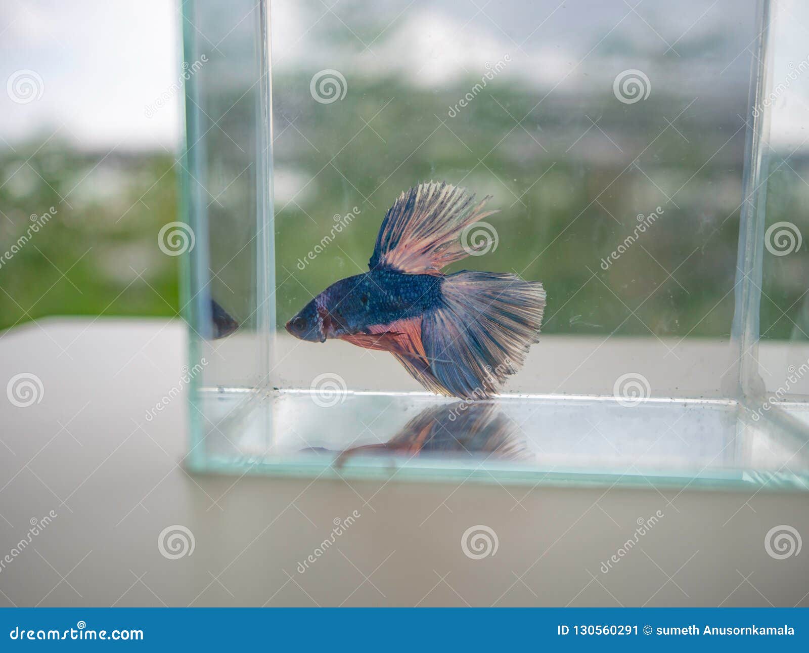Close Up Siamese Fighting Fish Stock Image - Image of nature, animal ...