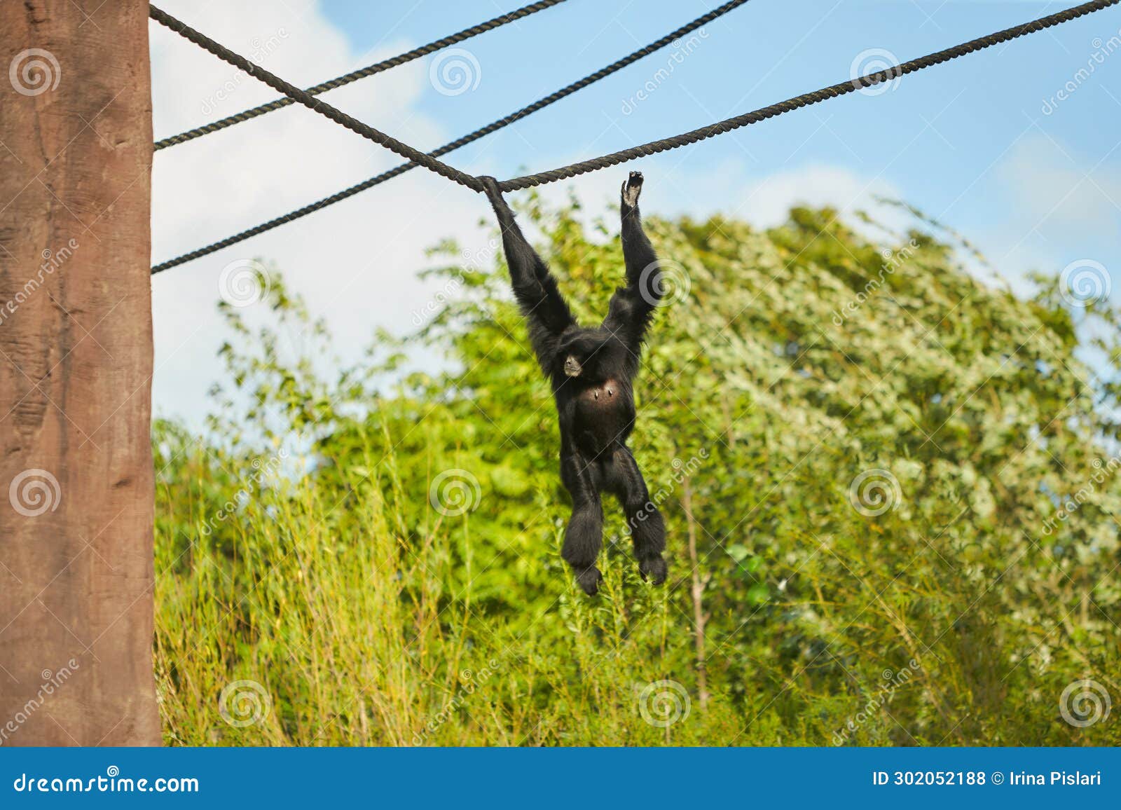 Close Up of Siamnang Gibbon on the Tree in the Zoo Stock Photo - Image ...